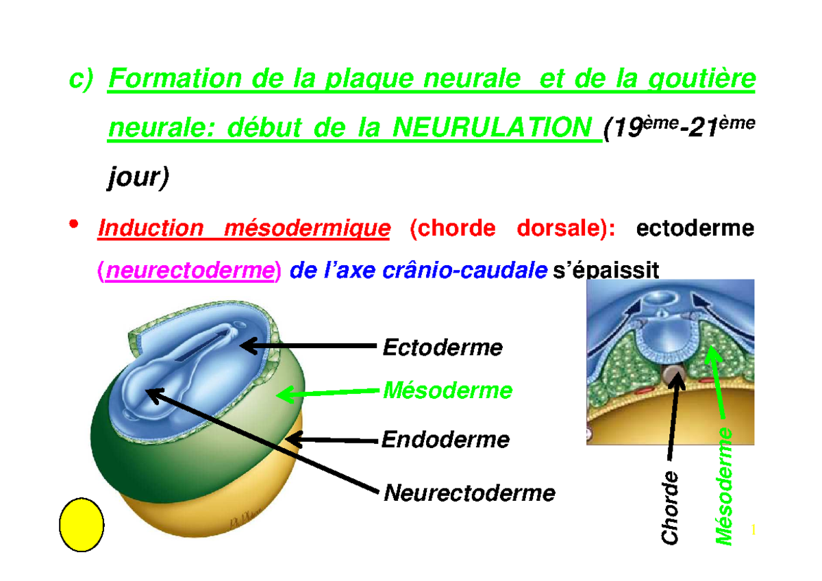 CM 2 - Embryologie: Formation de la Plaque Neurale et Neurulation - Studocu