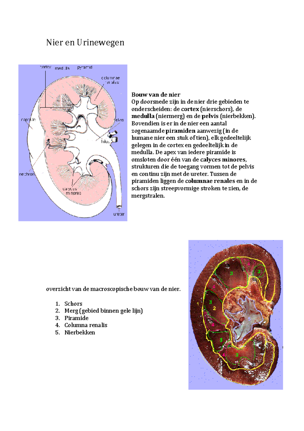 Practicum Nier en Urinewegen: Structuur en Functionaliteit van de Nier ...