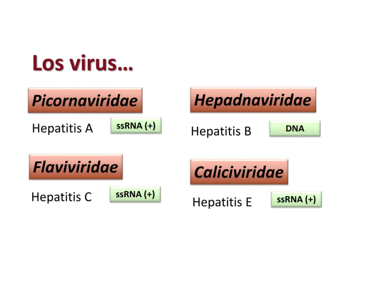 Tipos Virus - Clasificación DE LAS Bacterias Según SU Coloración AL ...