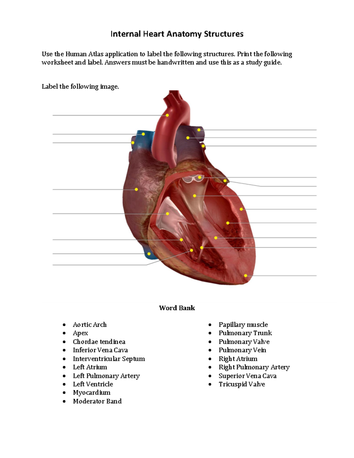 Internal Anatomy Labeling Worksheet - Internal Heart Anatomy Structures ...