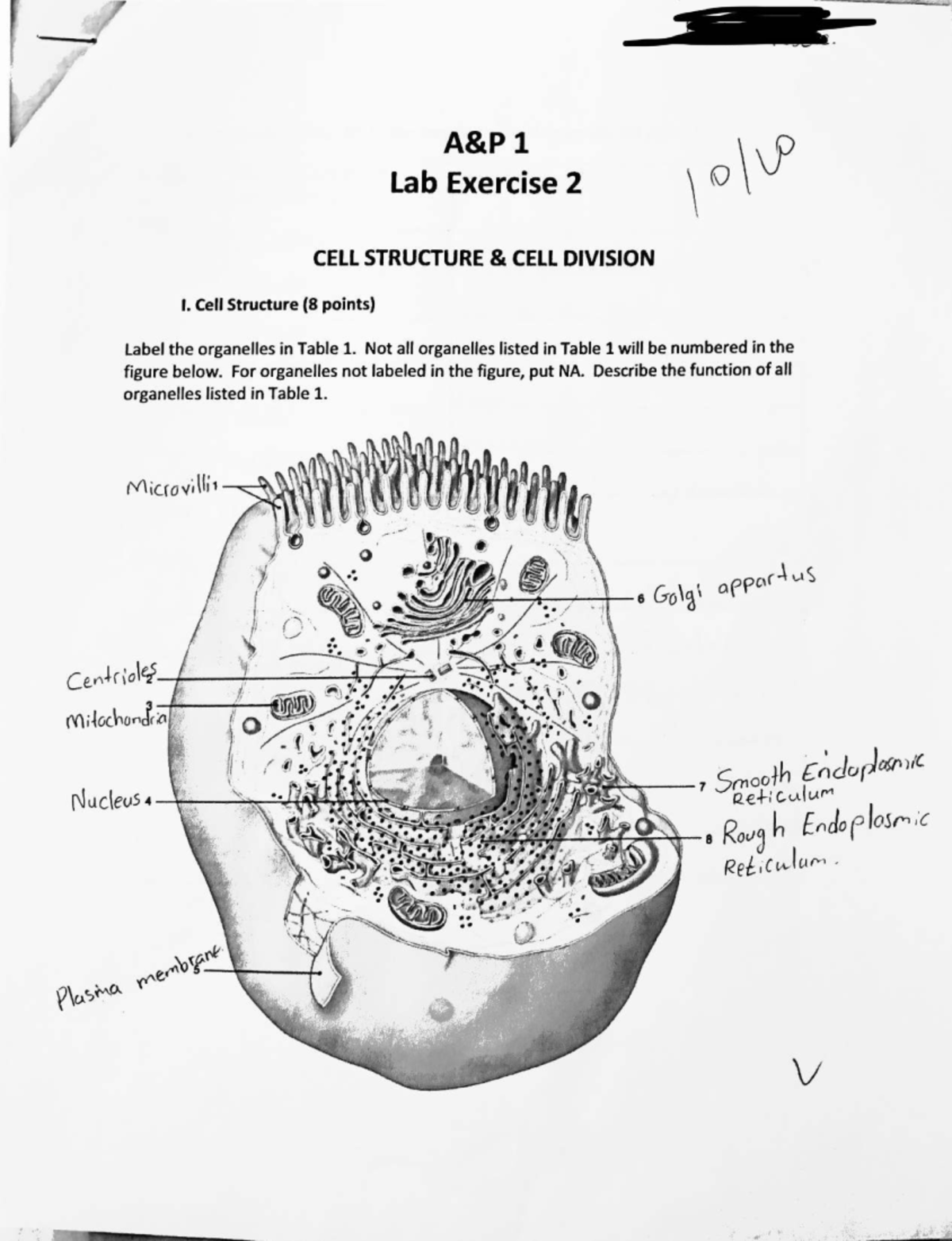 Lab 2 AP - Cell structure and division exercise notes - Studocu