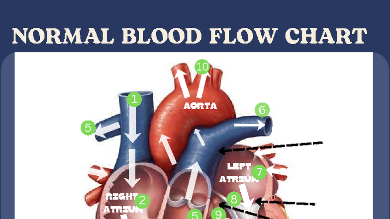 Heart Blood Flow Chart: Notes on Circulation Process - Studocu