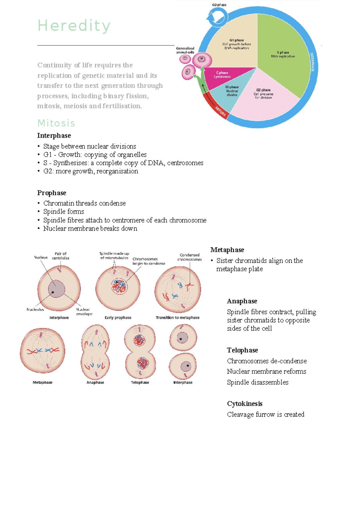 Bio 101: Heredity, Cell Division, and Genetic Processes Overview - Studocu