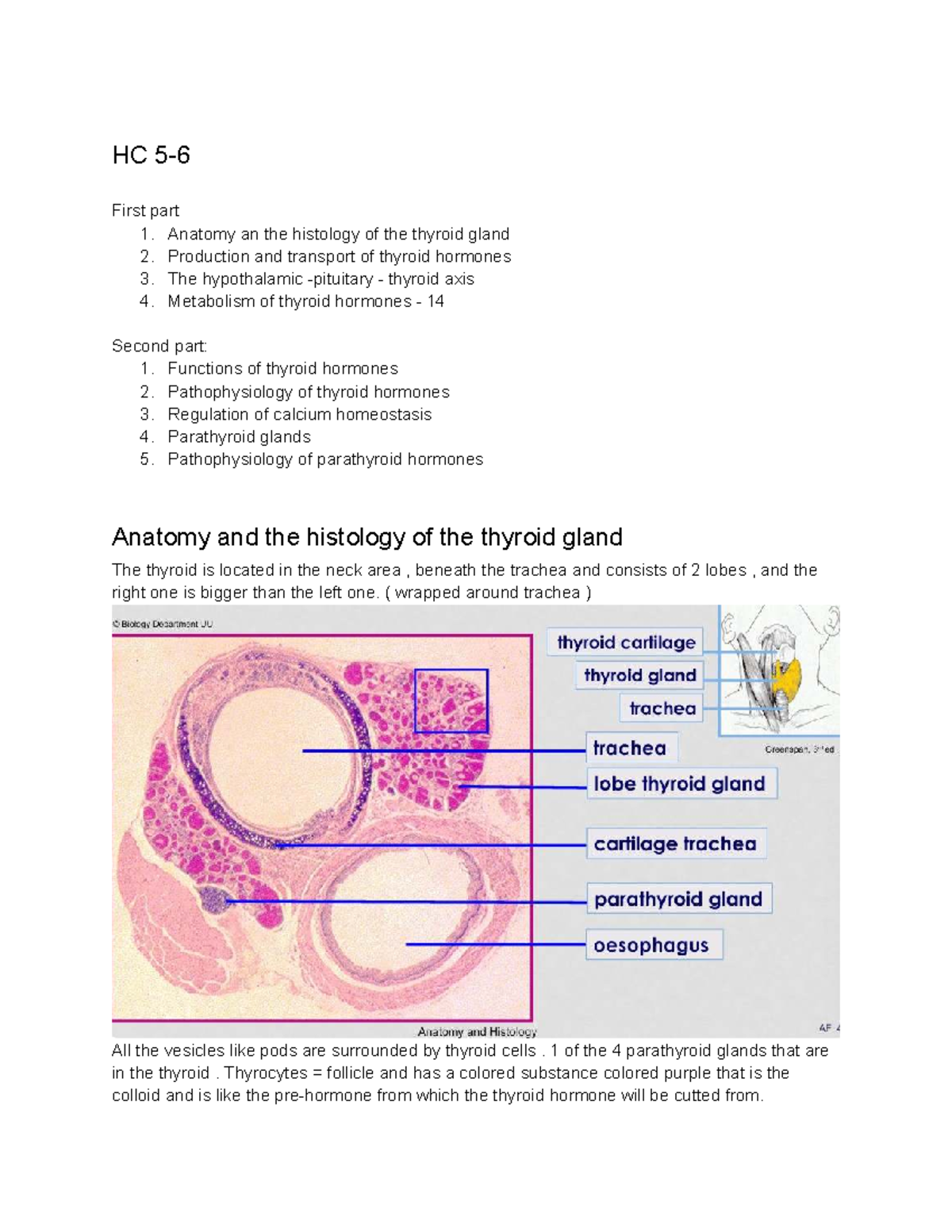 HC 5-6 Lecture Notes: Thyroid & Parathyroid Glands Anatomy & Physiology ...