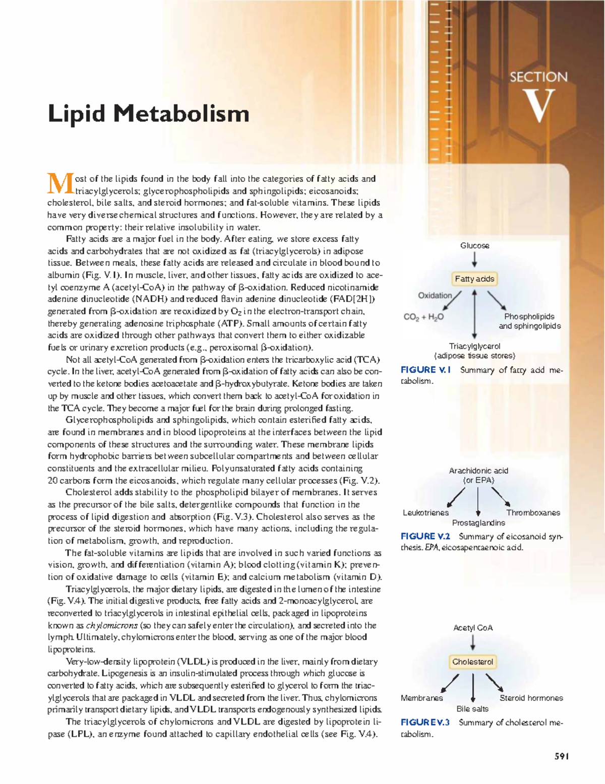 Lipid Metabolism Overview: Key Concepts and Mechanisms (BIO 101) - Studocu
