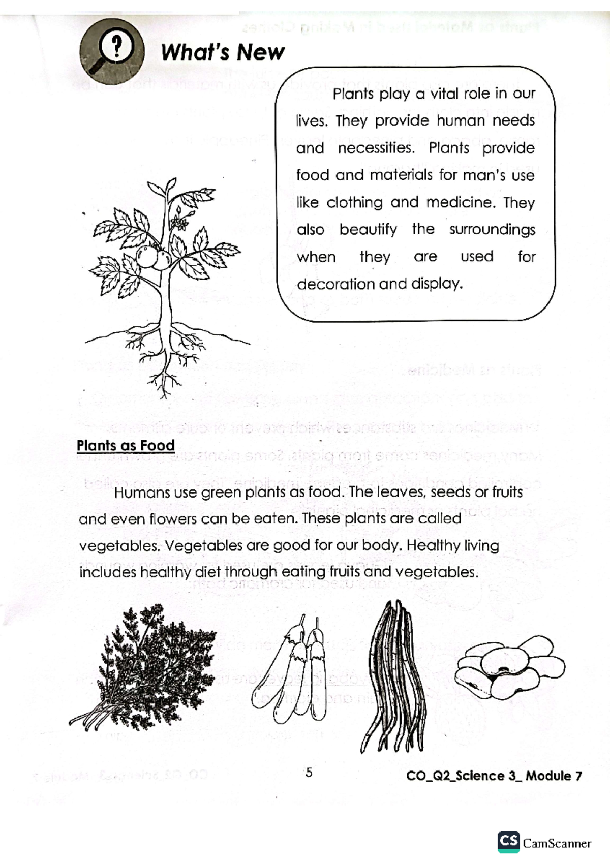 Importance of plants to humans - New fe Plants play a vital role in ...