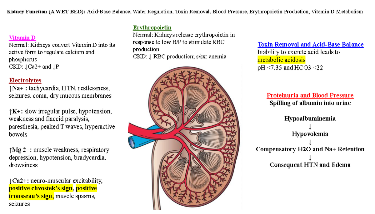 Renal Cheatsheet - Kidney Function (A WET BED): Acid-Base Balance ...