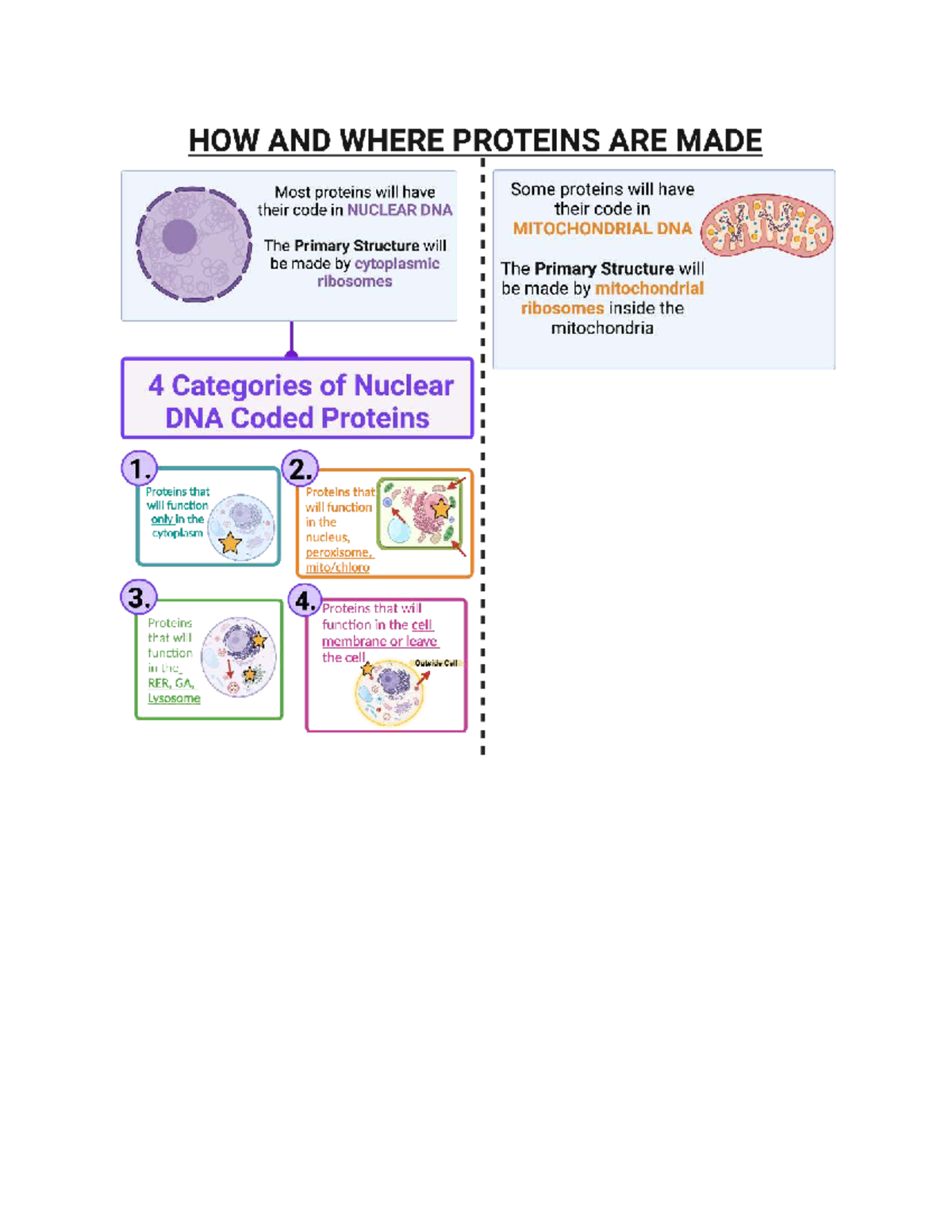 Protein Synthesis: Nuclear vs Mitochondrial DNA Insights - Studocu