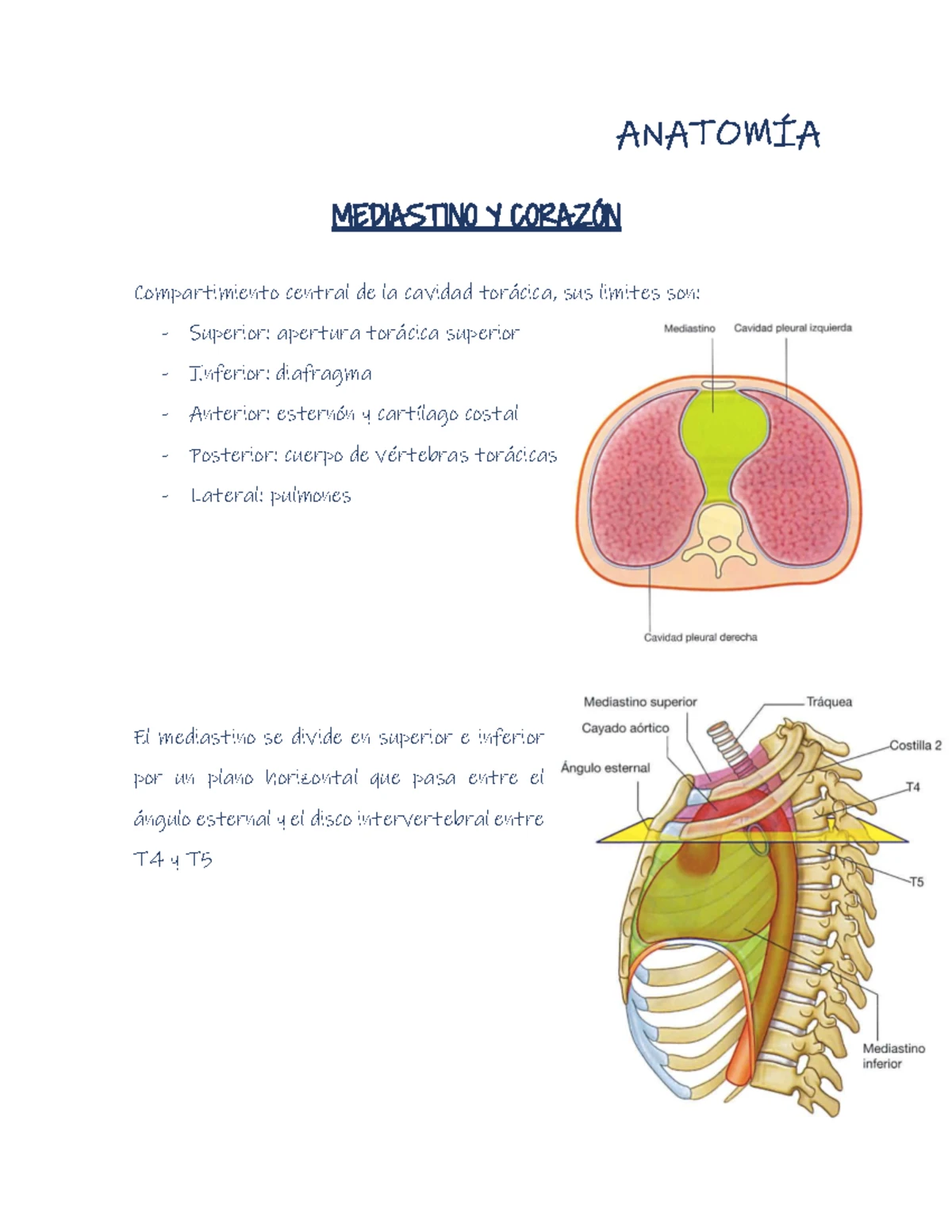 Vascularización del corazón - Los vasos sanguíneos del corazón comprenden las arterias ...