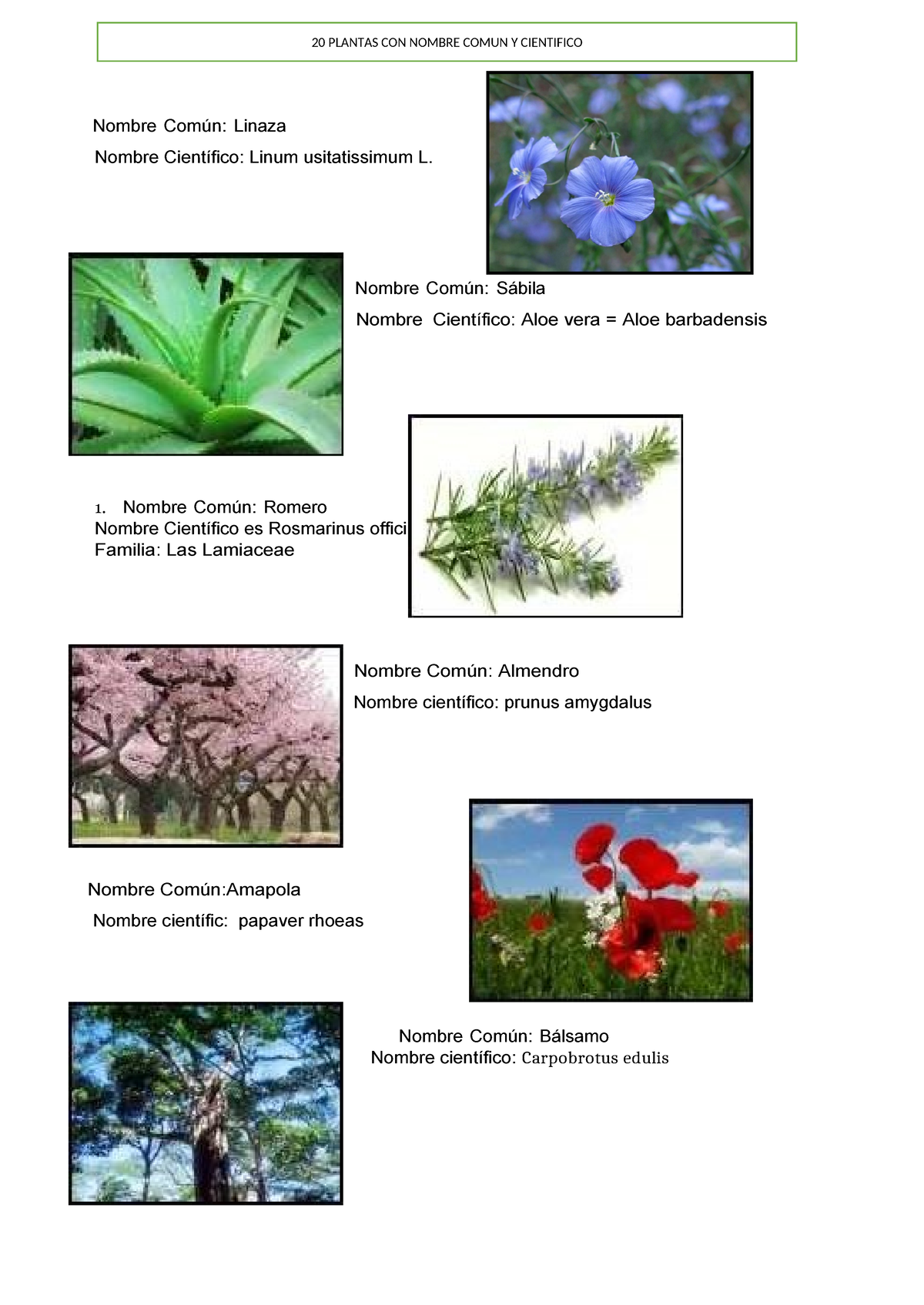 20 Plantas: Nombres Común y Científico para Estudio Botánico - Studocu