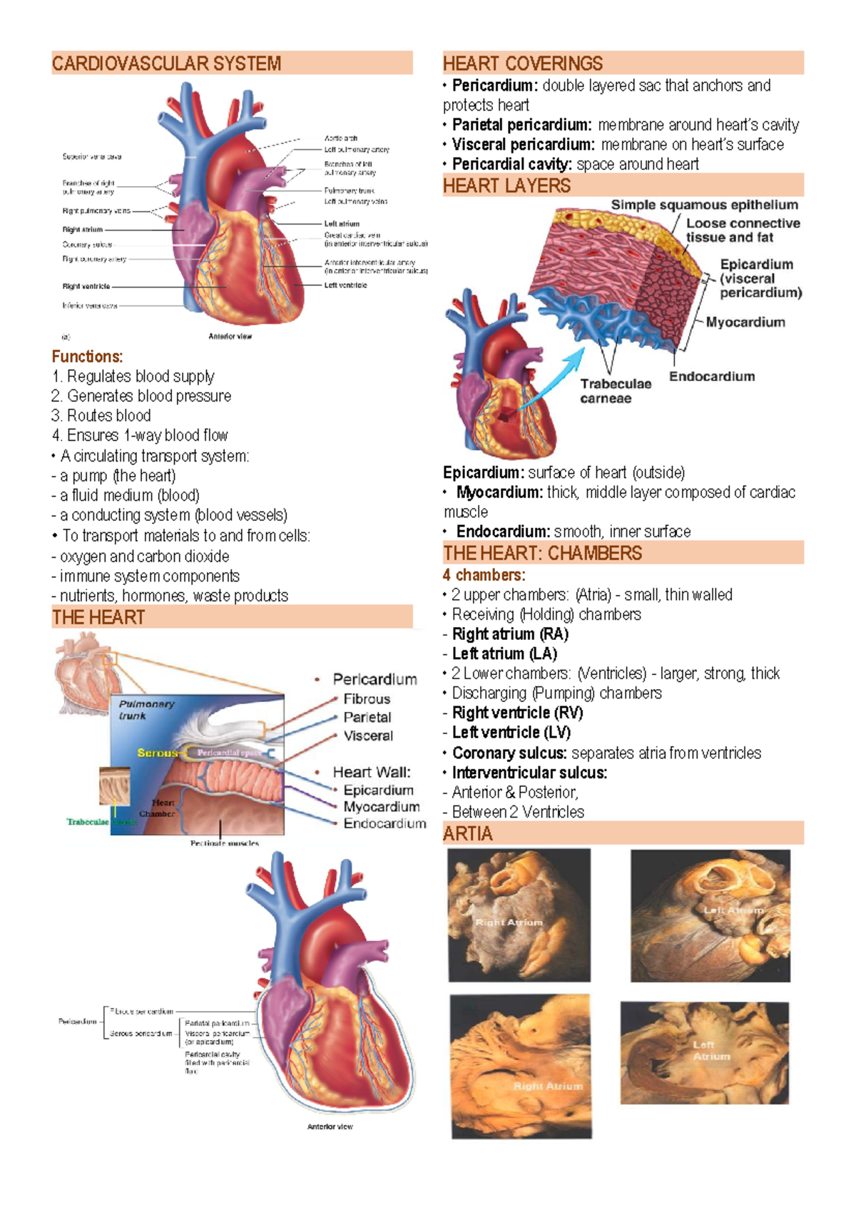 Cardiovascular System Overview and Key Concepts for Exam (BIO 101 ...