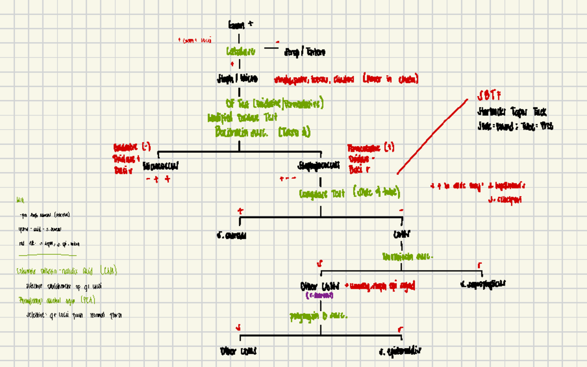 Staph and Micro - Summary Medical Technology - Gram + ↓ Gram+ coci ...