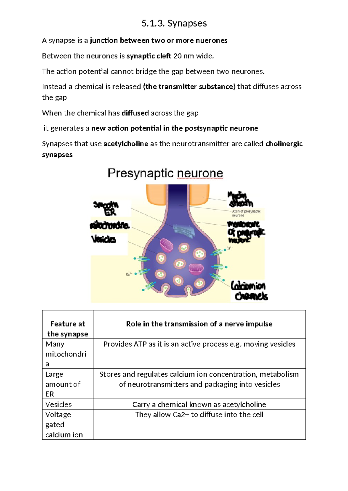 5.1.3. Synapses: Structure and Function Worksheet - Studocu