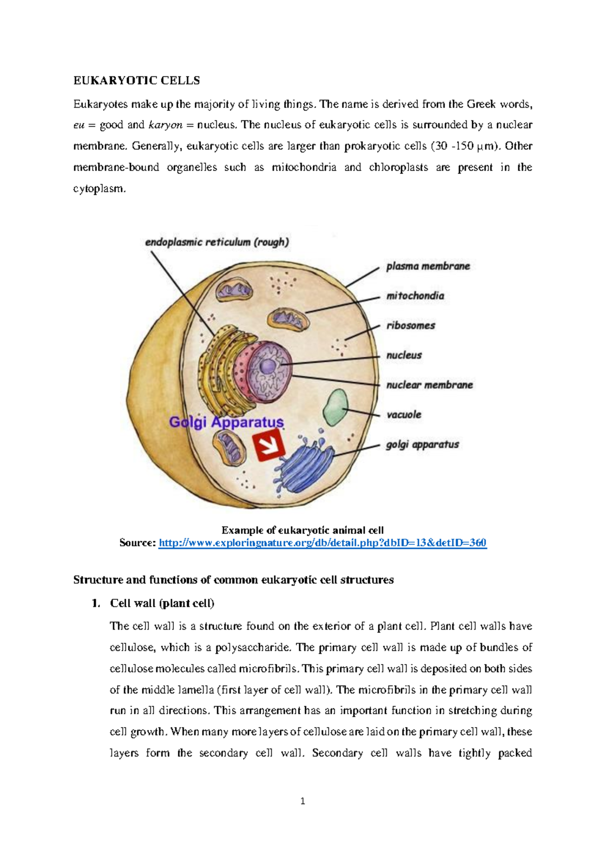 Eukaryotic Cells: Comprehensive Lecture Notes on Structure & Function ...