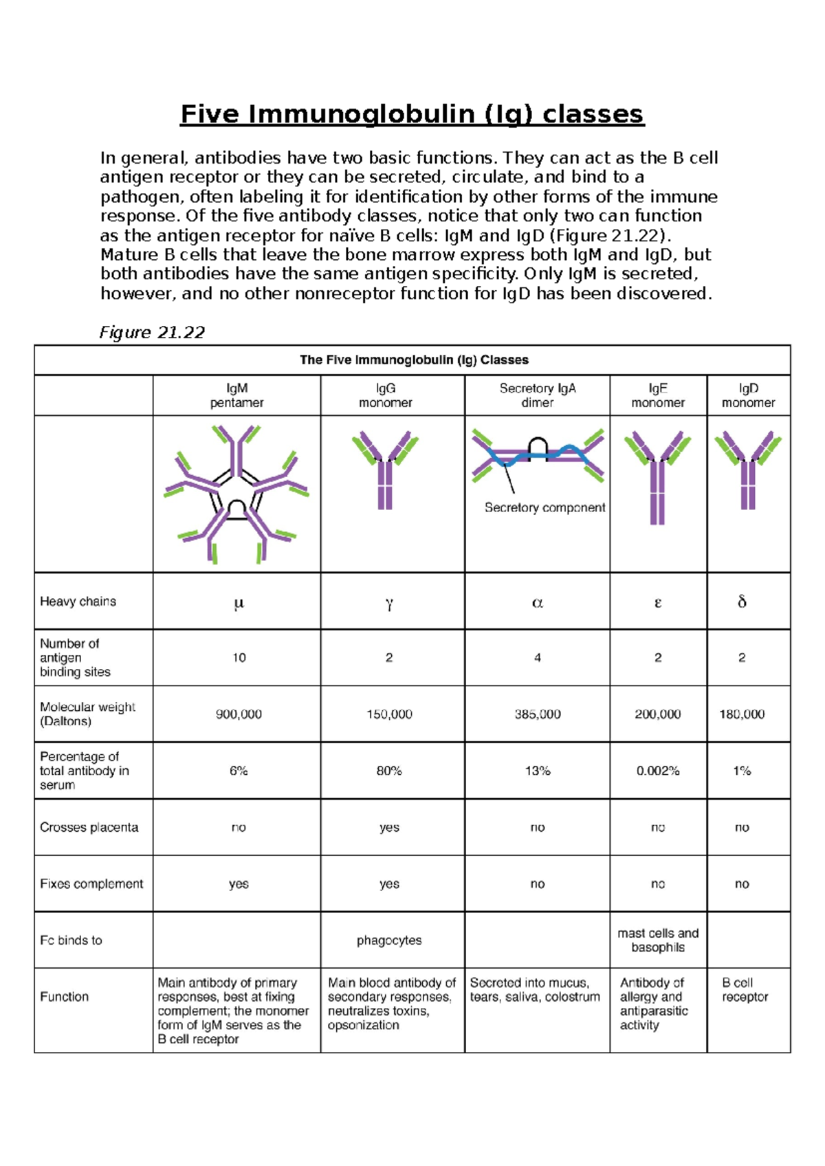 Five Immunoglobulin Classes: Functions and Characteristics - Studocu