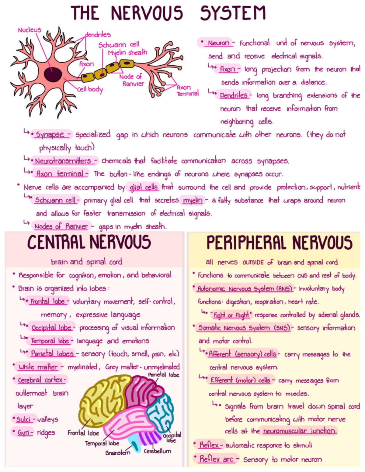 The Nervous System - Lecture Notes on Human Anatomy - Studocu