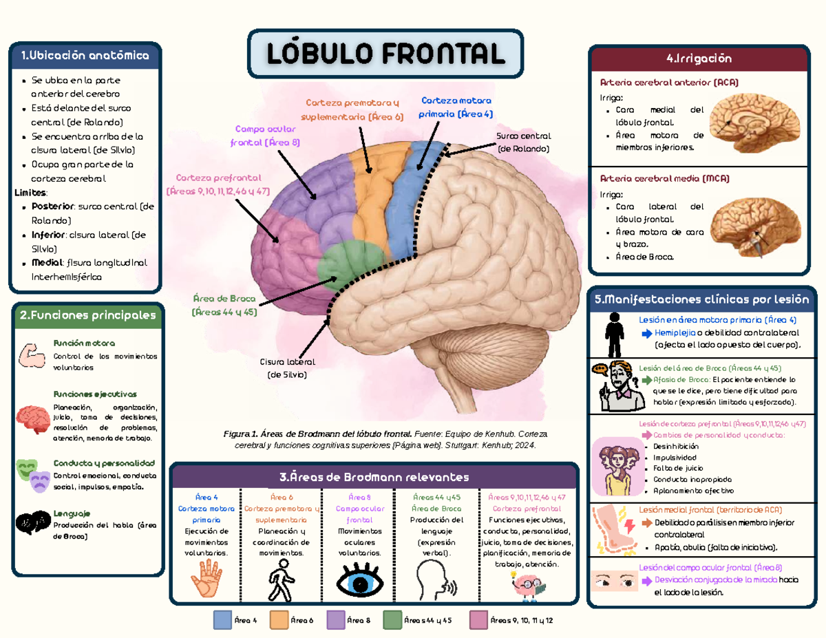 Áreas de Brodmann del Lóbulo Frontal: Anatomía y Funciones - Studocu