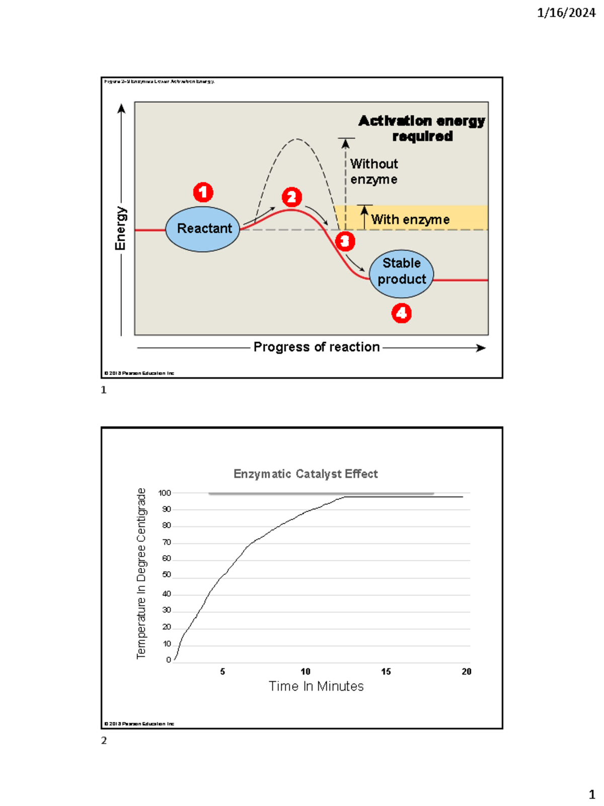 Biology Fundamentals: Key Concepts of Enzymes, pH, & Macromolecules ...