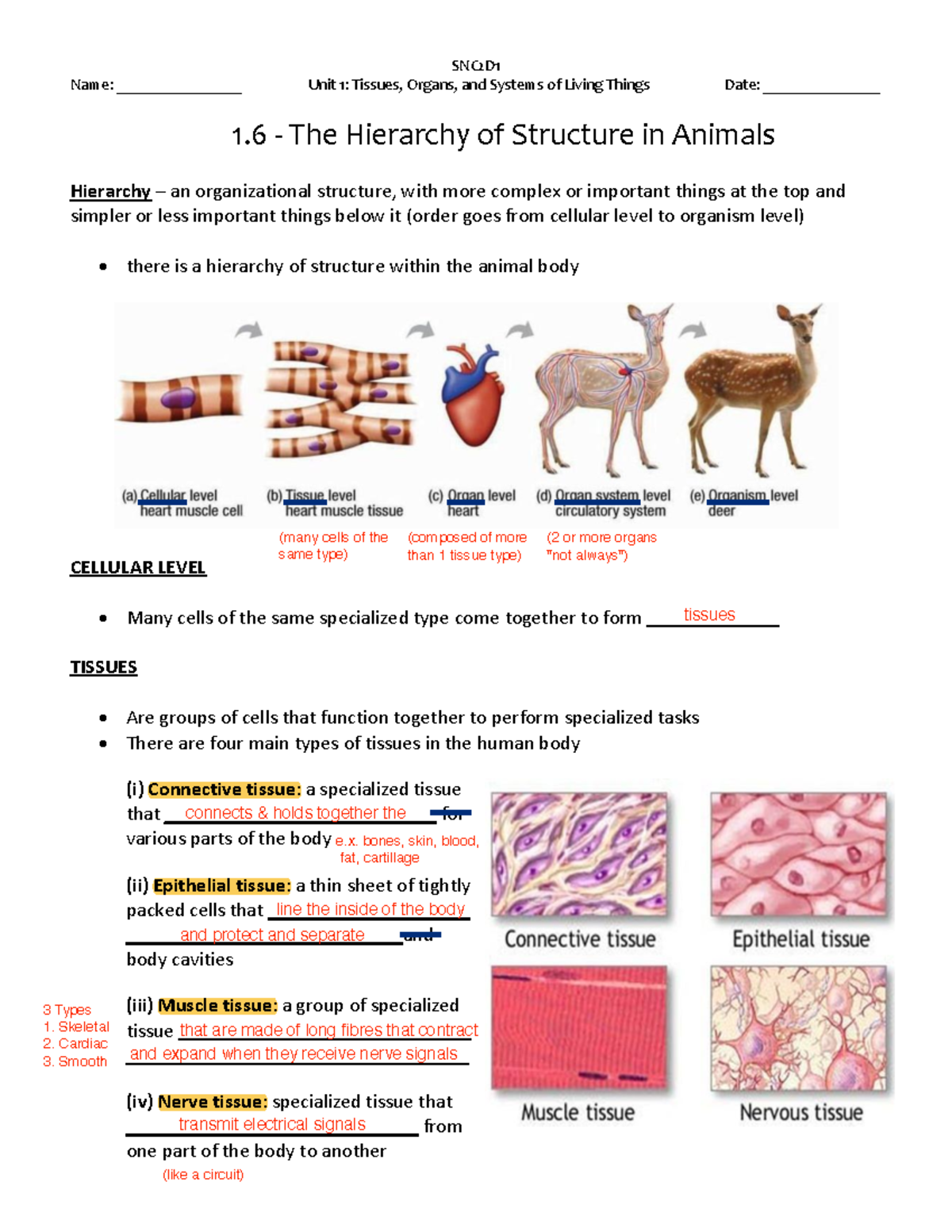 SNC2D - Unit 1.6: Hierarchy of Structure in Animals Explained - Studocu
