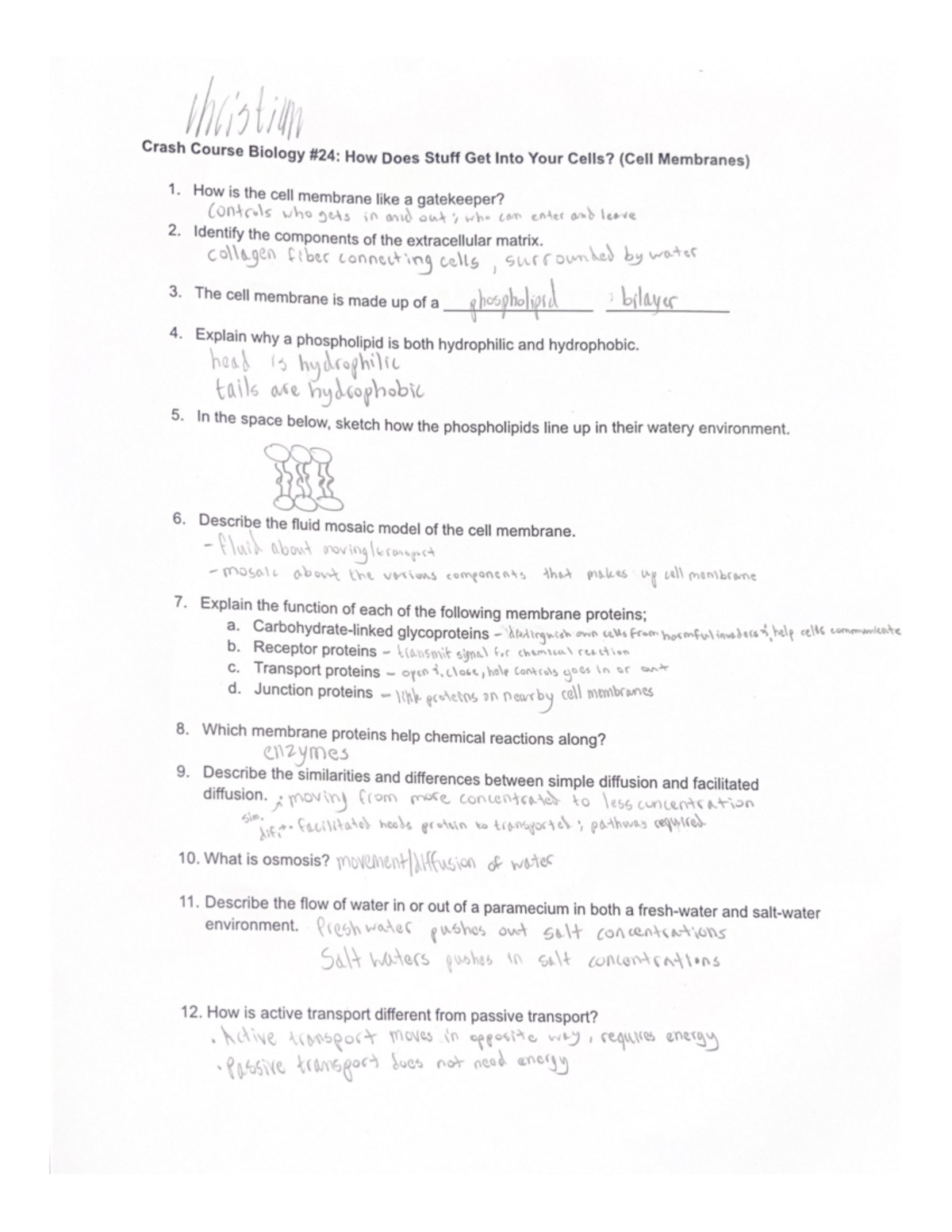 Crash Course Biology #24 How Does Stuff Get Into Your Cells (Cell ...