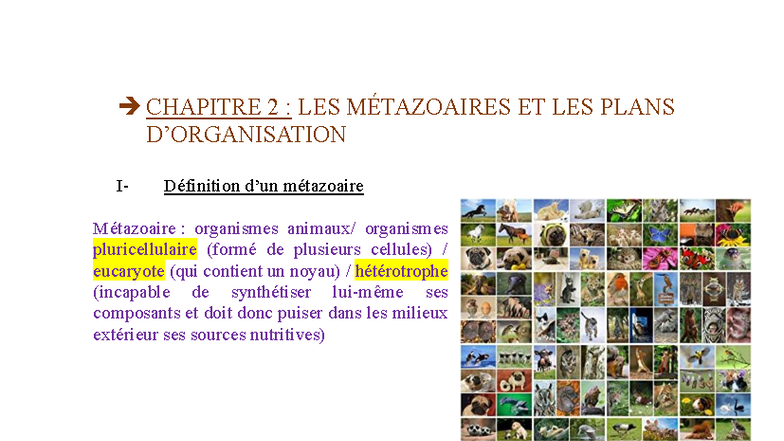 Chapitre 2 : Les Métazoaires et Plans d'Organisation - Studocu