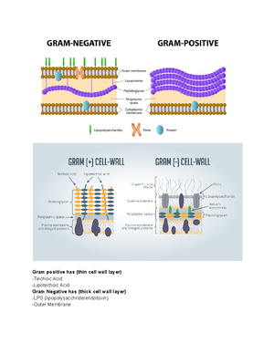 Bacteriology Flow Chart Identification of Bacteria - GRAM STAIN Gram ...