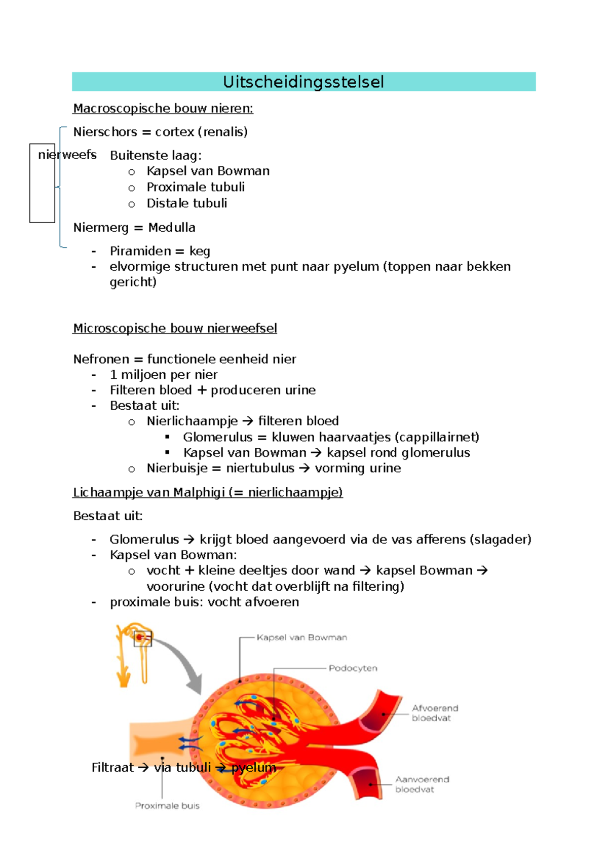 Uitscheidingsstelsel - Uitscheidingsstelsel Macroscopische bouw nieren ...