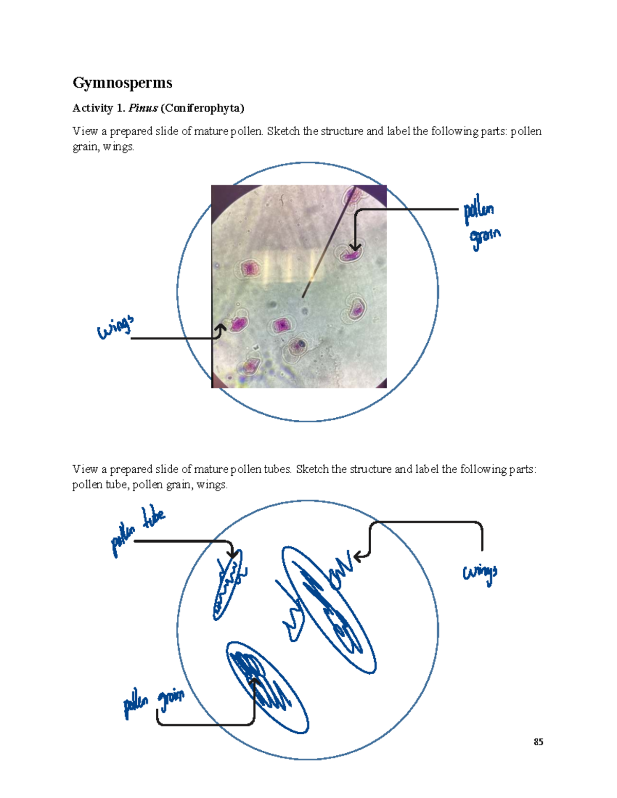Biology 2 Lab 2 - Gymnosperms and Angiosperms Activity Worksheets - Studocu