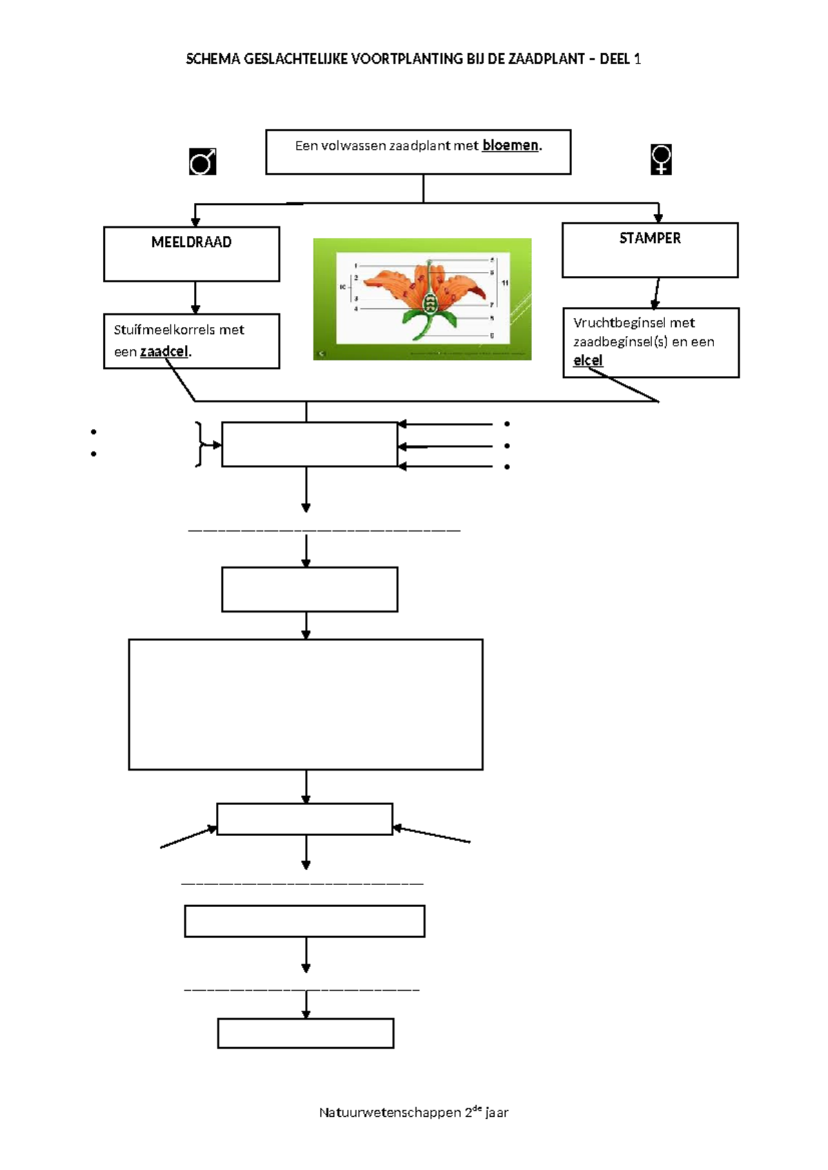 Schema van de geslachtelijke voortplanting bij de zaadplant ingevuld ...