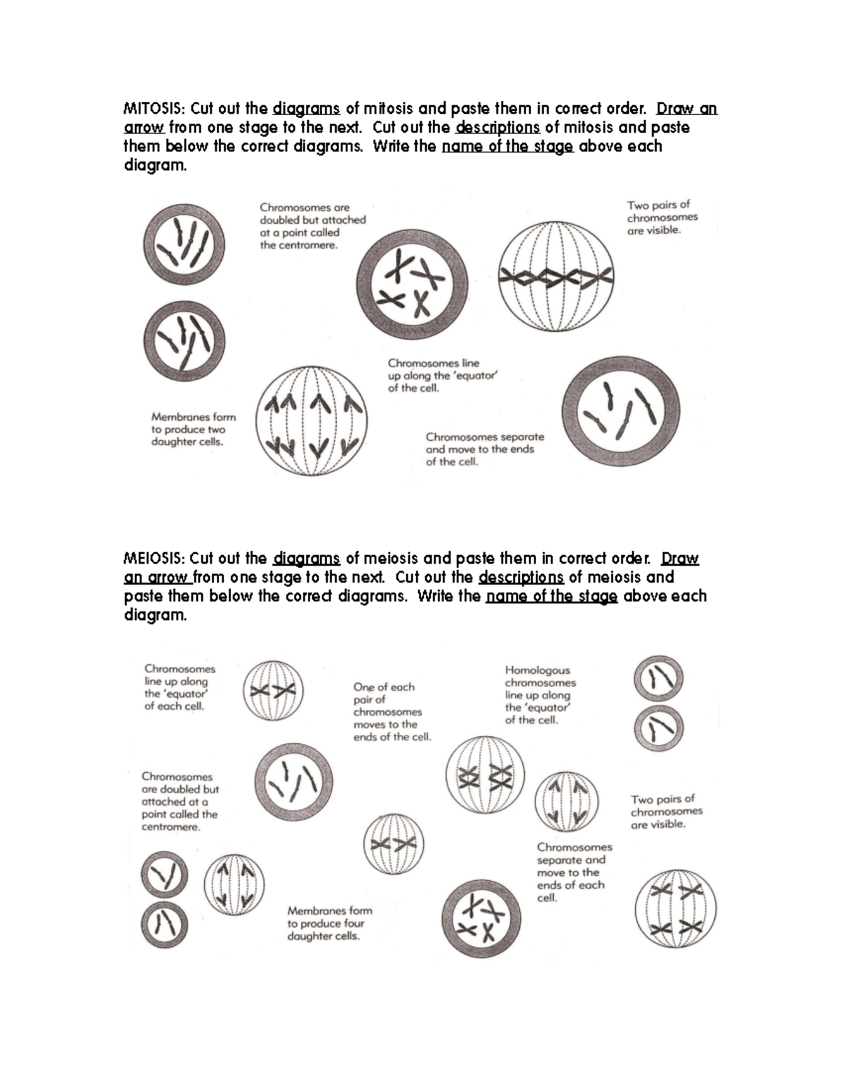 Mitosis & Meiosis Phases: Cut and Paste Activity Instructions - Studocu