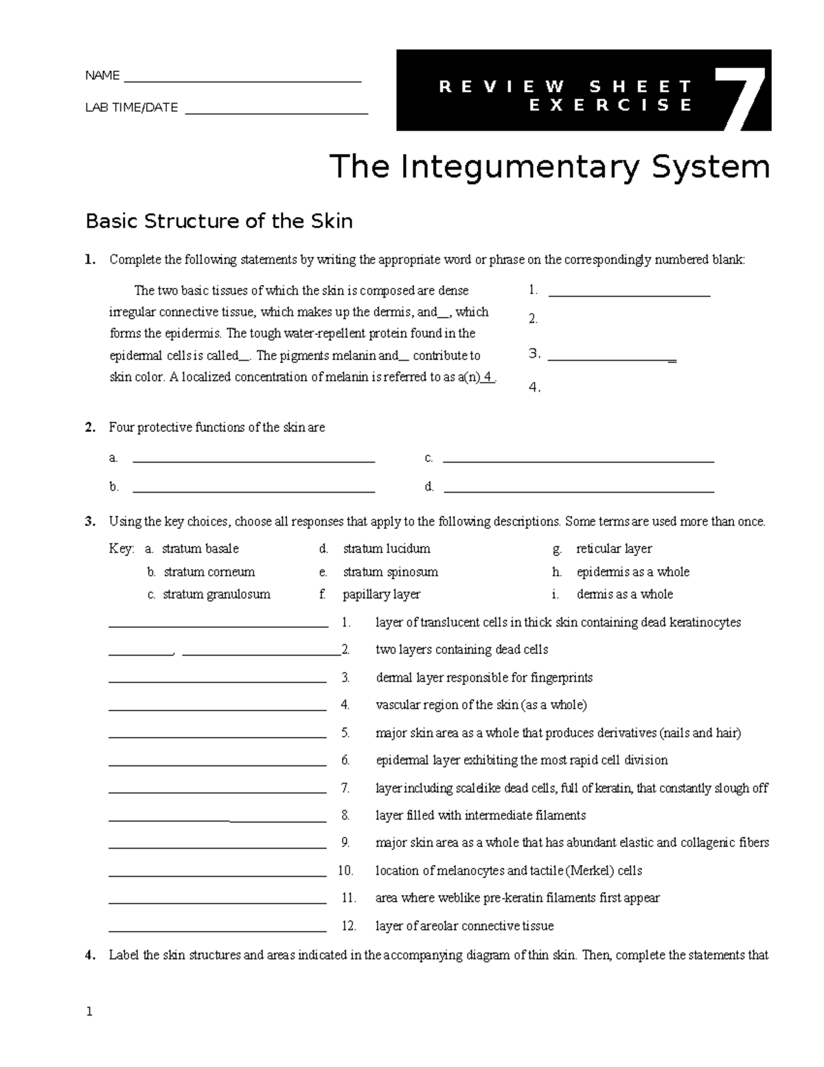 Ex 07 The Integumentary System - Tagged - NAME _______________________________________ LAB TIME ...