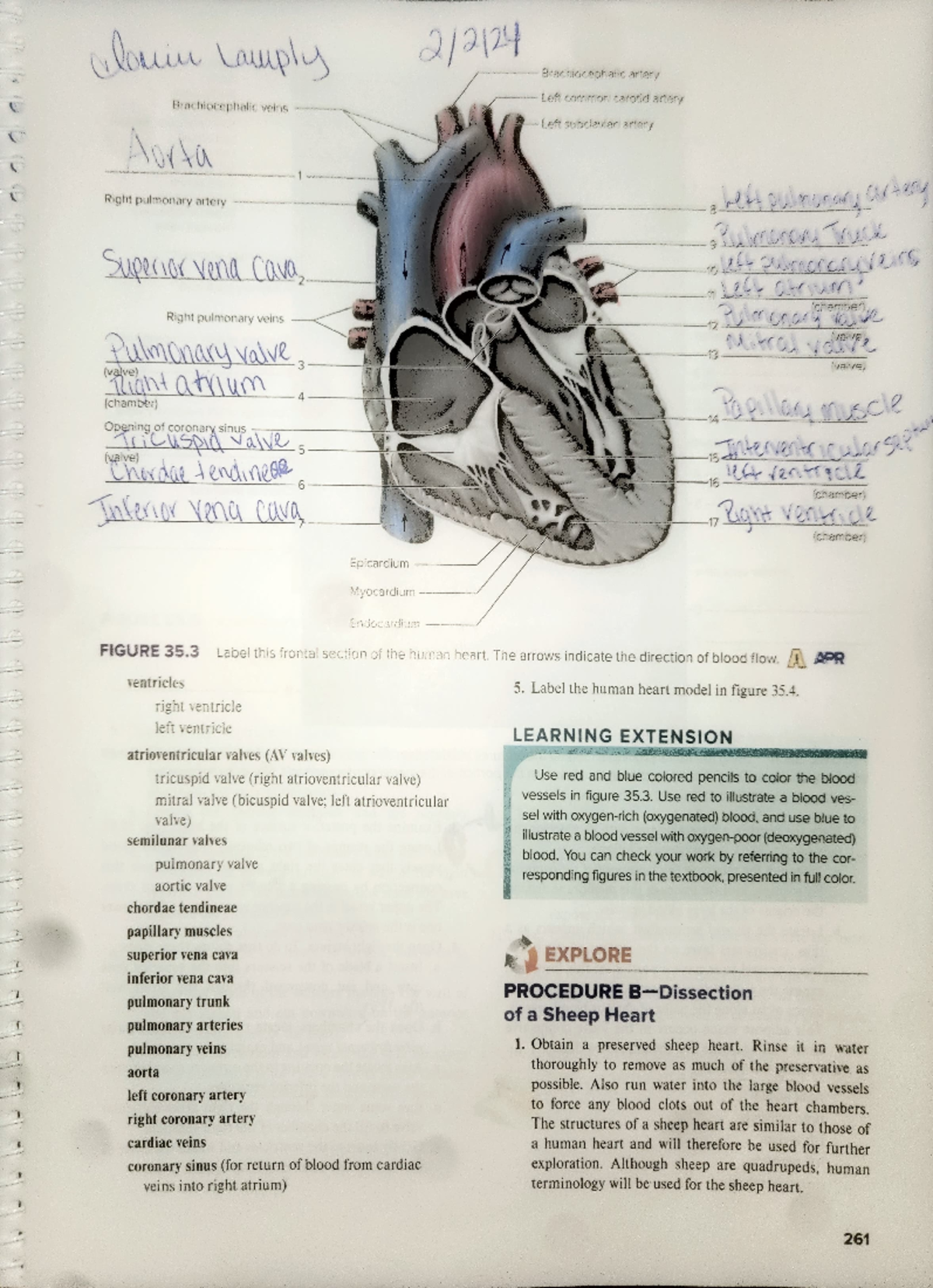 Labs 35-37: Heart Anatomy Assignment and Dissection Notes - Studocu