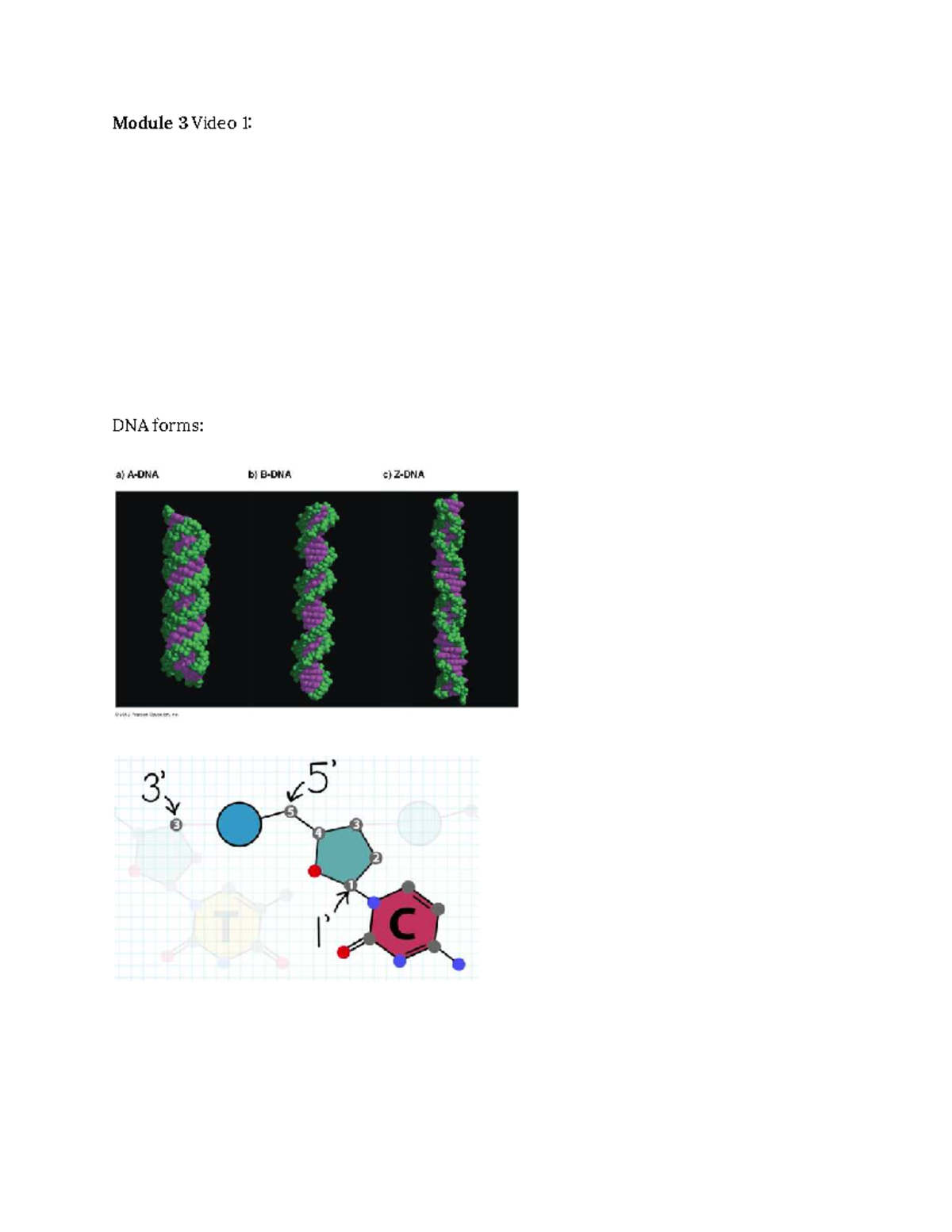 Module 3 - DNA and Protein Structure Overview - Studocu