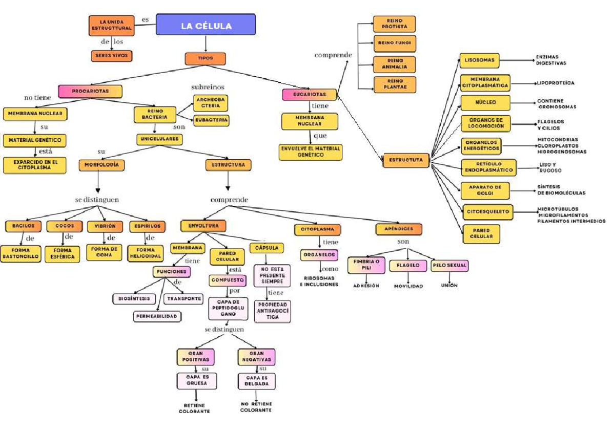 Mapa Conceptual De La Celula Procariota Y Eucariota En La - Infoupdate.org