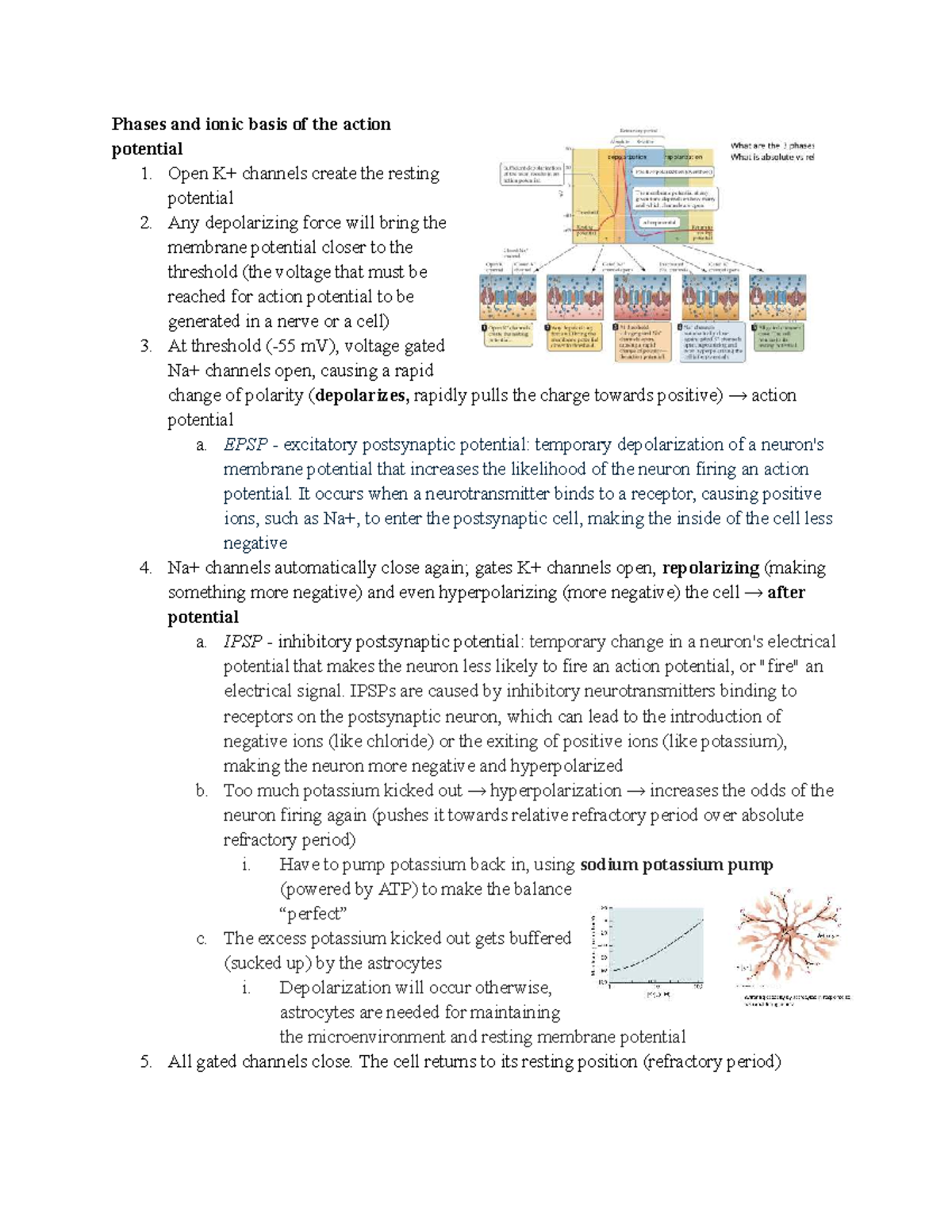 Neuro Week 4 Notes: Action Potential & Synaptic Transmission Concepts ...