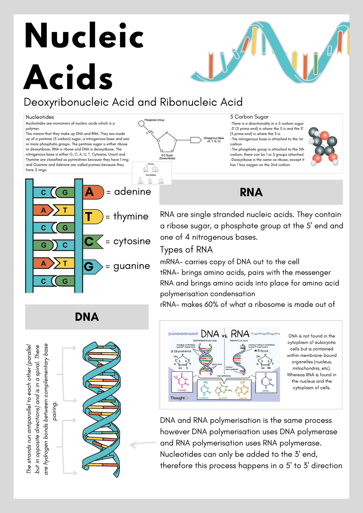 Biology AOS 1 - Study Notes on Nucleic Acids and Gene Expression - Studocu