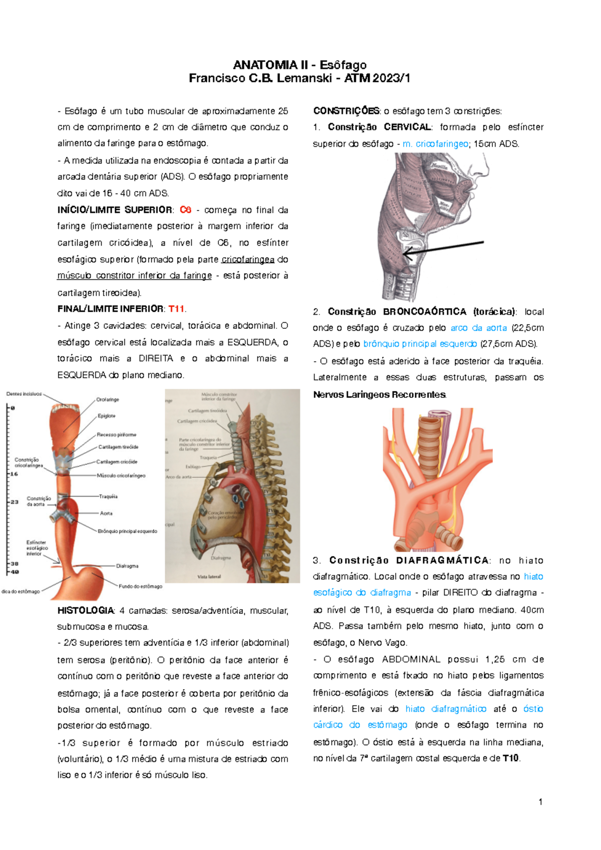 Partes Do Esofago Grátis: Esôfago E Estômago Anatomia Teórica
