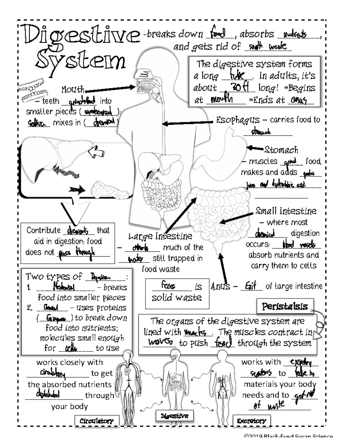 Digestive System Overview: Functions & Processes (BIO 101) - Studocu
