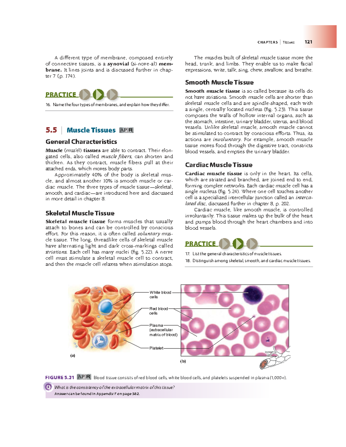 CHAPTER 5: Understanding Muscle & Nervous Tissues Characteristics - Studocu