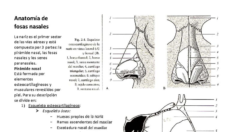Resumen de Anatomía de Fosas Nasales - OTR X - Studocu