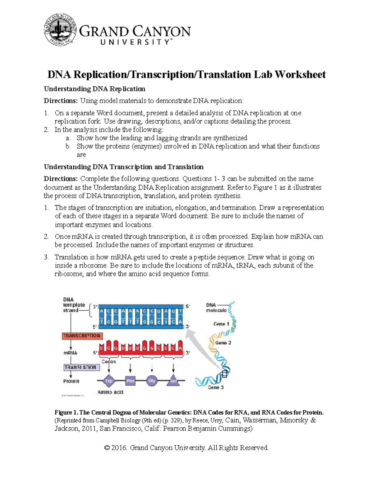 BIO-181L-RS-DNA Replication, Transcription & Translation Lab Worksheet ...
