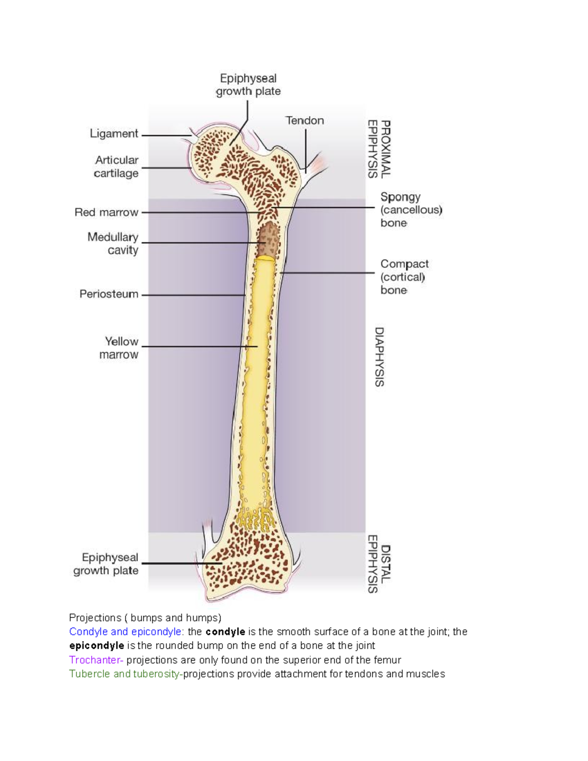 Bones Chapter 4: Projections, Depressions, and Major Bone Structures ...