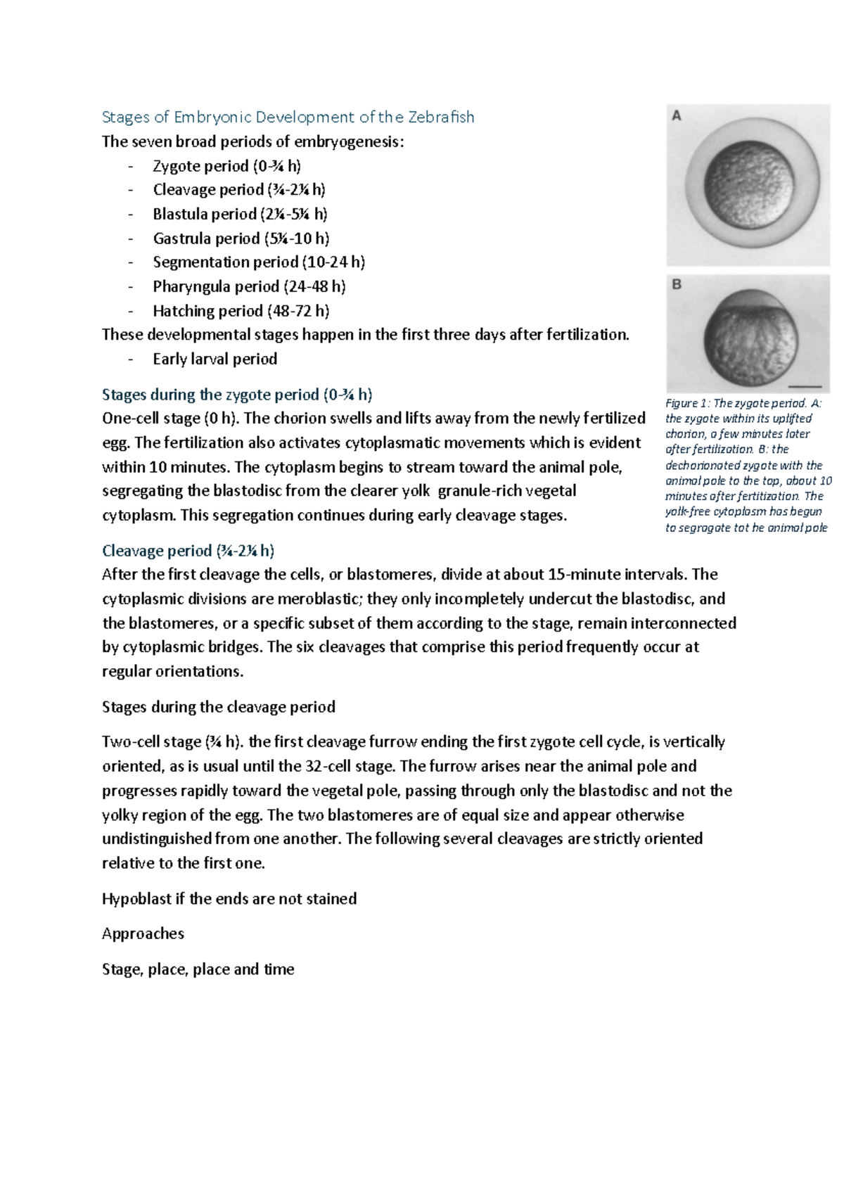 Embryonic Development Stages of Zebrafish: A Comprehensive Overview ...