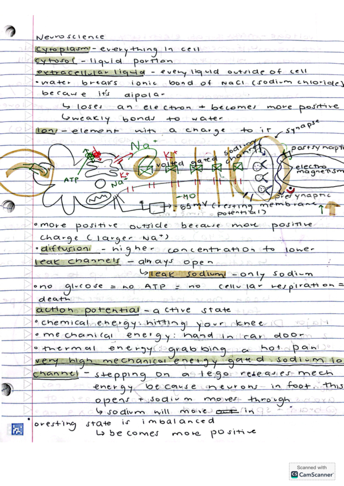 Neuroscience 101 Midterm Exam - February 17, 2025 - Newrosclence ...