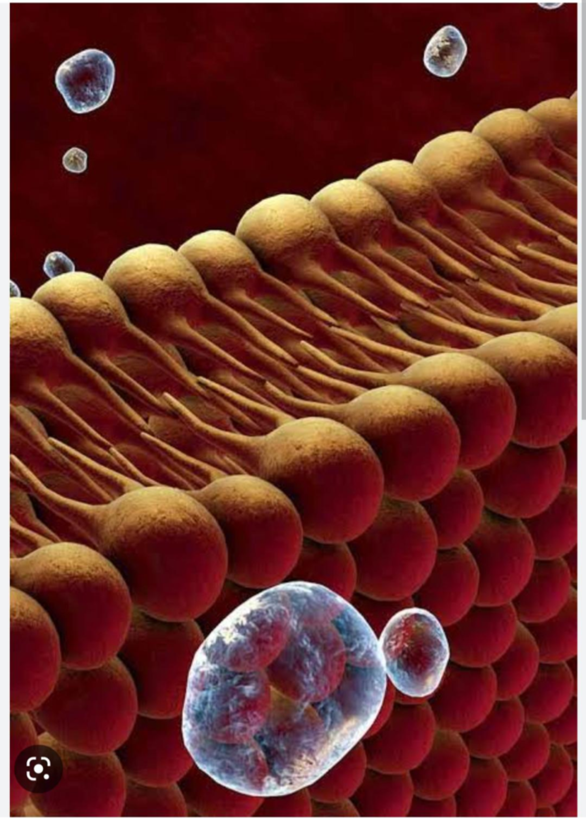 Biochemistry 101: Intro to Lipid Metabolism and Functions - Studocu