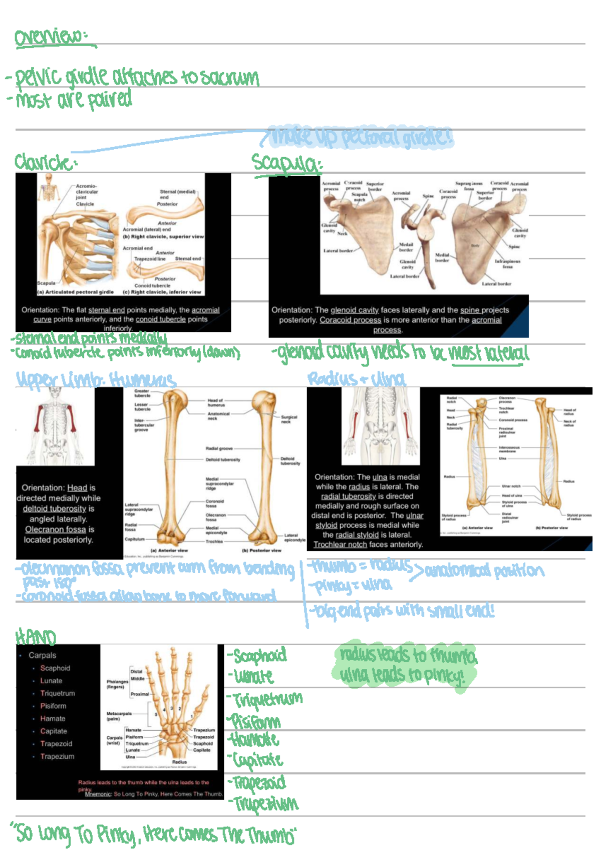 Pectoral and Pelvic Girdle Overview: Key Anatomical Insights - Studocu