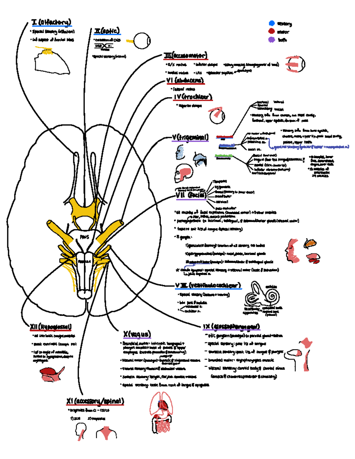 ANAT 316 Midterm Review: Sensory and Motor Functions of Cranial Nerves ...