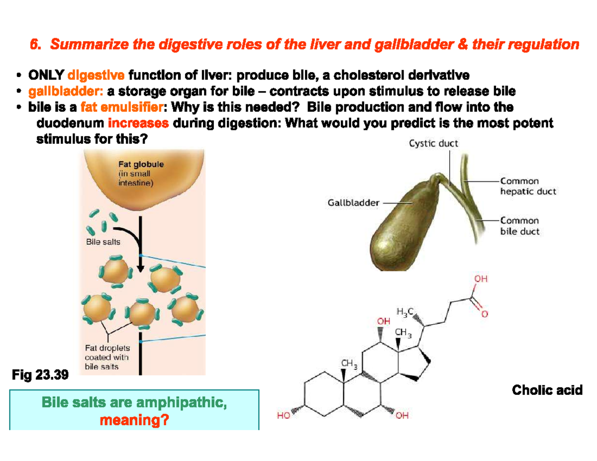 ANP 1107 - Digestive Functions of the Liver & Gallbladder - Studocu