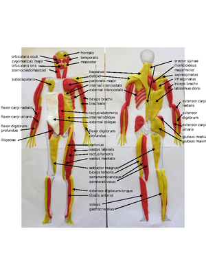 Exam 5 Study Guide: Muscle Structure, Function, and Joint Mechanics ...