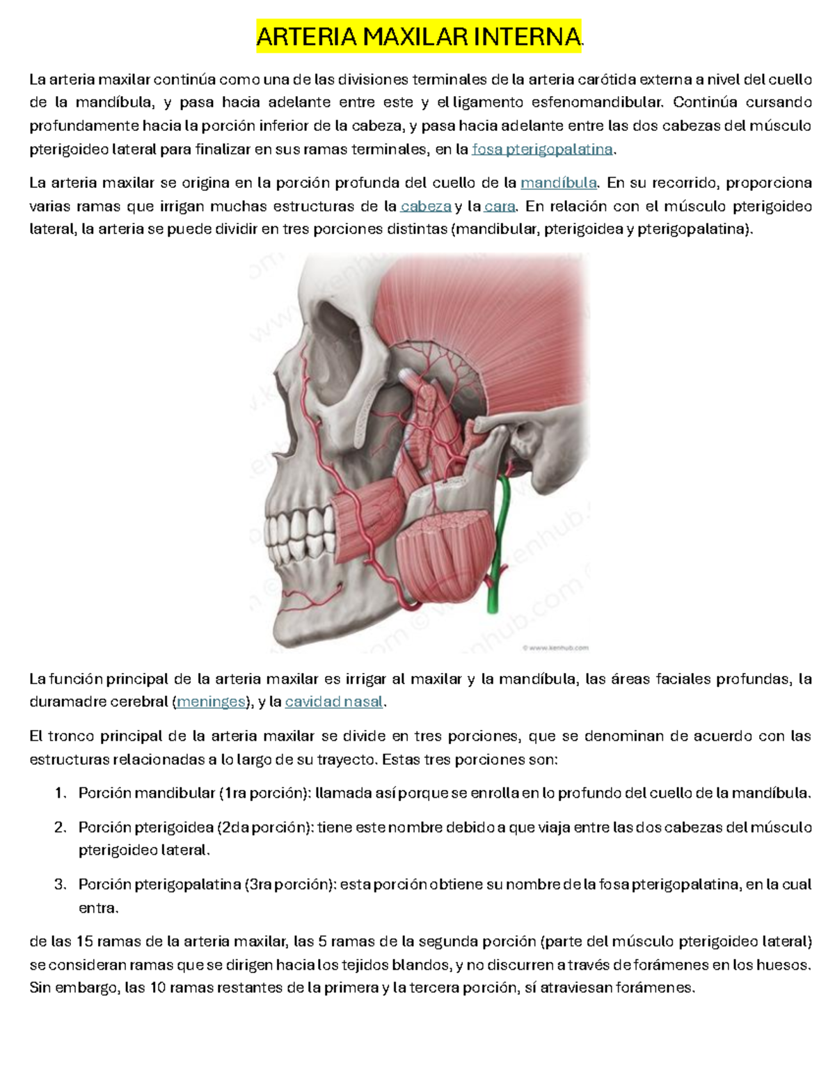Anatomía De La Arteria Maxilar Interna Cara Y Cuello IRM | E Anatomy